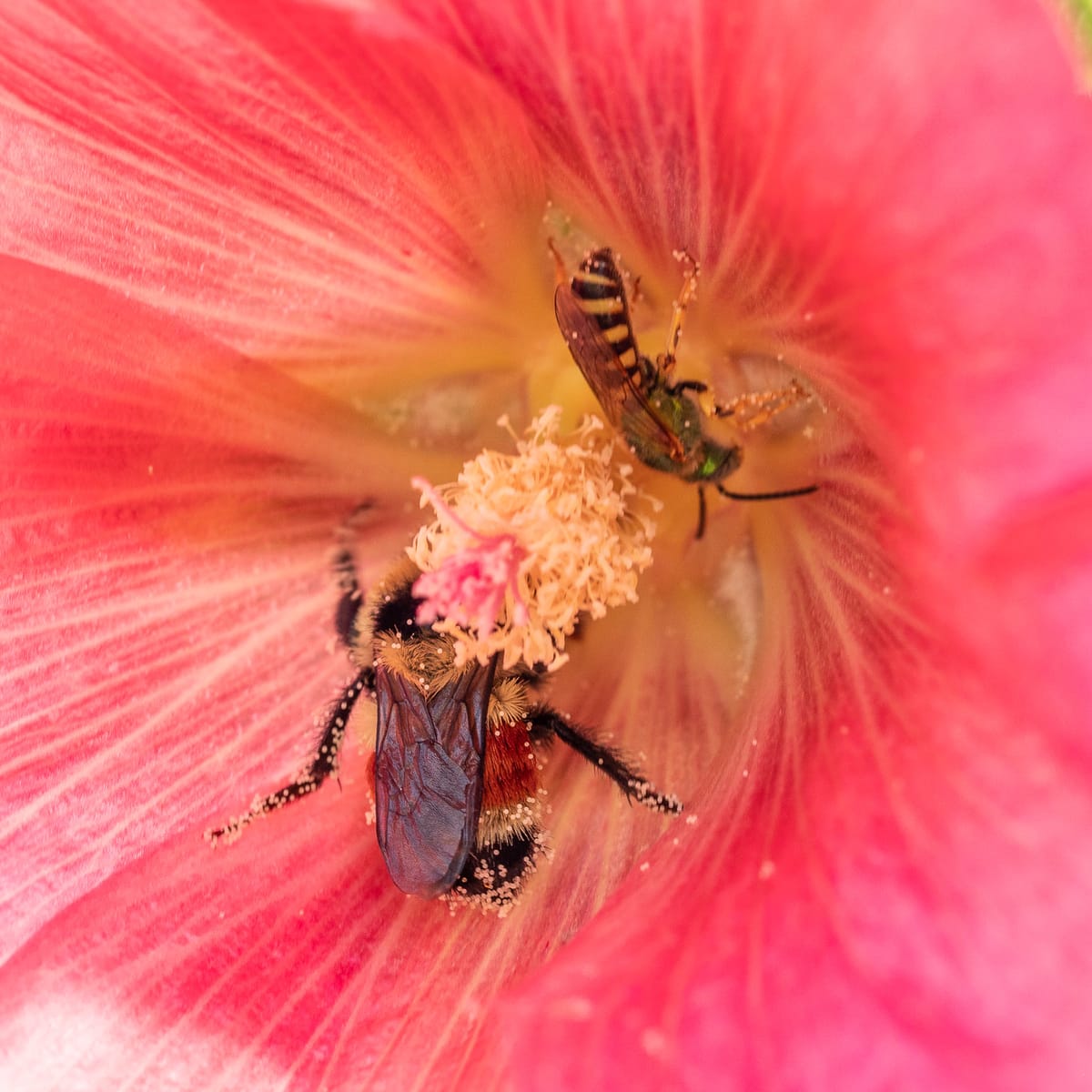 So Much We Don't Know - Alberta's Native Bees