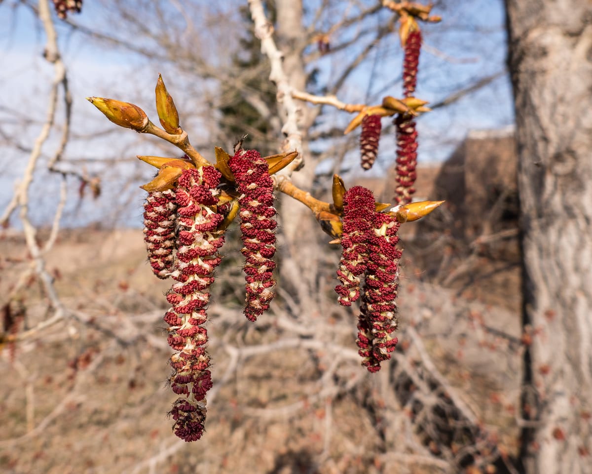 Pollination & Seed Dispersal of Trees & Shrubs